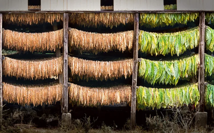 Tobacco Leaf Harvesting, Curing, and Fermenting