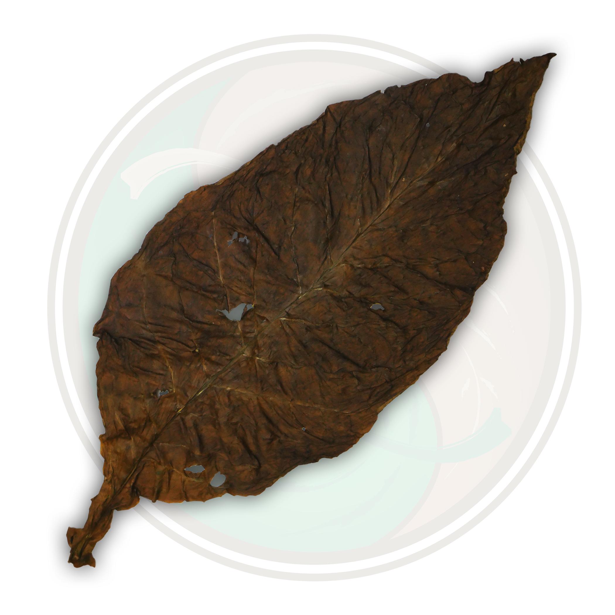Fronto Leaf - High Quality Dark Air Cured Tobacco Leaves - Red Rose