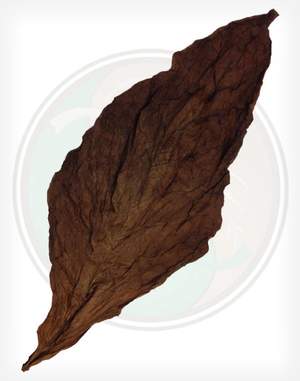 Pack of 20 Dark Fronto Leaves