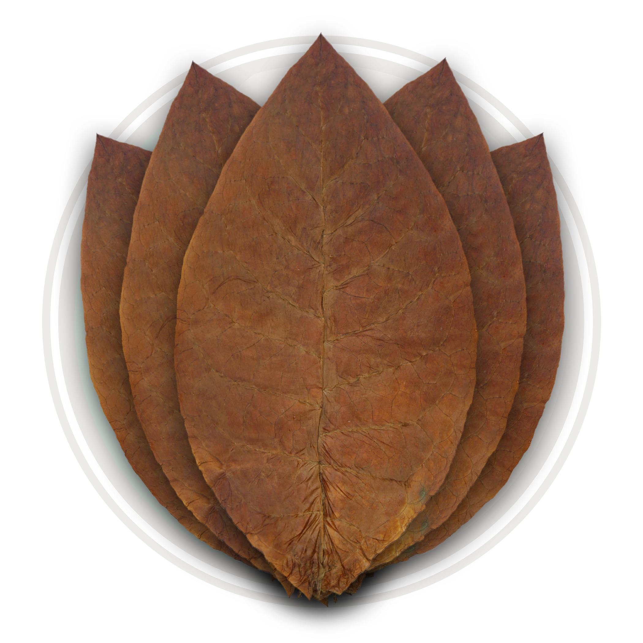 Ecuadorian Shade Wrapper - Tobacco Leaves From Ecuador, Shade Grown ...