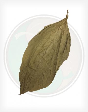 Candela Cigar Wrapper - Green Cigar Wrapper